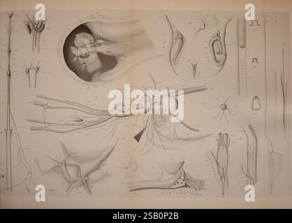 The Cephalopod, Atlas, 1975, Cephalopoda, Chiroteuthis imperator, A ...