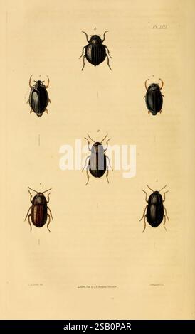 Illustrations of British Entomology London, Baldwin & Cradock, 1828 ...