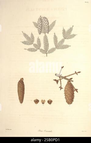 A, description, of, the, genus, Pinus, London, J. White, 1803-1824, Pinaceae, Agathis, dammara ...