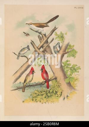 Two red northern cardinal couple, Cardinalis, birds perched on tree ...