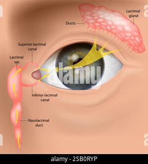 Human Tear Drainage System Anatomy. Lacrimal Apparatus and Tear Flow ...