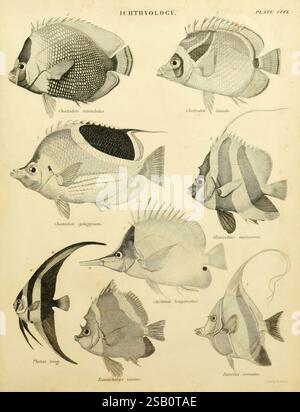 An introduction to the natural history of fishes, Edinburgh, Adam and ...