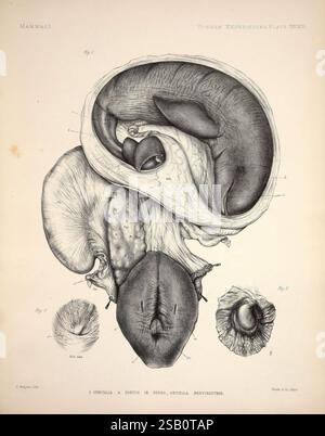 This figure depicts detailed cross-sectional images of the nasal cavity ...
