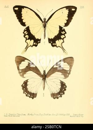 An illustration of *Papilio* species, presented in *Hübner's ...