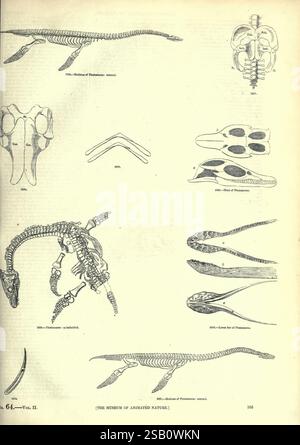 This illustration from *Elements of Comparative Anatomy of Vertebrates ...