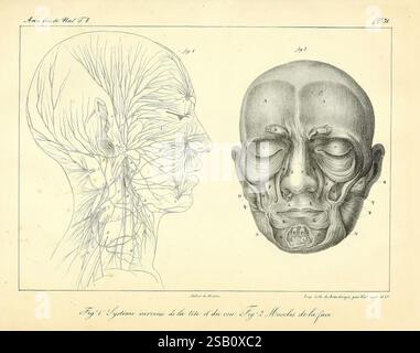 Human Skull upper part Stock Photo - Alamy