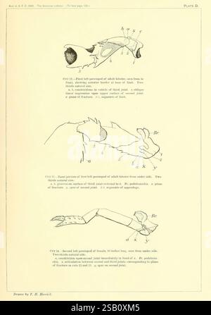 A detailed illustration from embryology showing the development of the ...