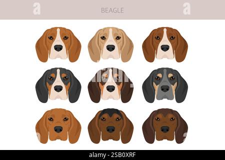 Beagle dog dog clipart. All coat colors set. Different position. All ...