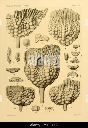 An illustration of Crinoidea flexibilia, a type of fossil crinoid ...