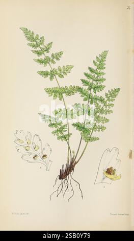 The British ferns, or Coloured figures and descriptions with the ...