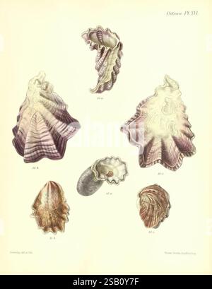Illustrations of mollusk shells from Conchologia Iconica, featuring the ...