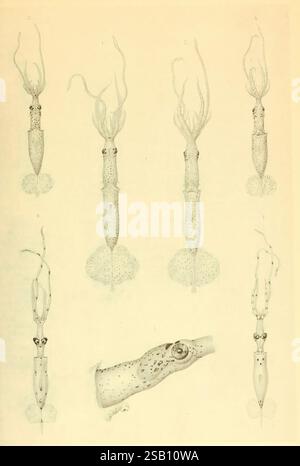 The Cephalopod Atlas, 1975. Cephalopoda, Doratopsis exophthalmica ...