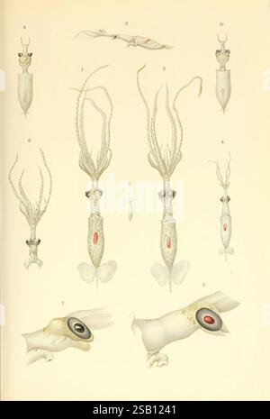 The Cephalopod Atlas, 1975. Cephalopoda, Doratopsis sagitta ...