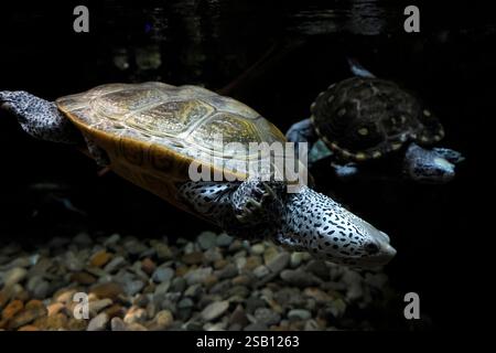 A Malaclemys diamondback terrapin turtle underwater portrait Stock ...