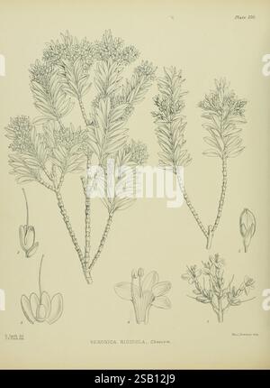 Illustrations of the New Zealand flora Wellington John Mackay Govt ...