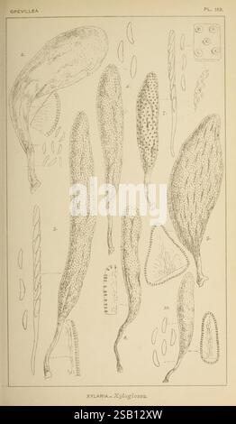 Grevillea London Williams and Norgate 1872-1894 cryptogamia cryptogams ...