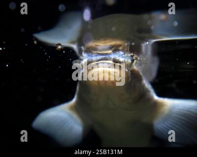 Largescale foureyes anableps anablepsfish portrait close up Stock Photo ...