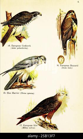Red Kite (Milvus milvus) Red Kite, Hen Harrier, Forked Harrier, in a ...