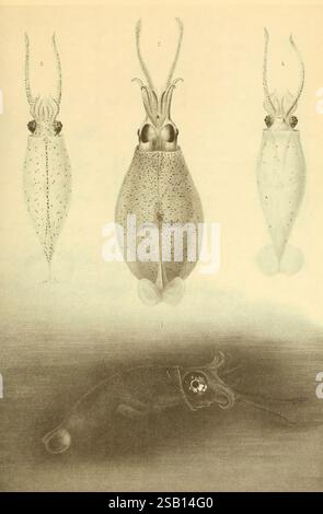 The Cephalopod Atlas, 1975, Cephalopoda, Cranchia scabra, Lioycranchia ...