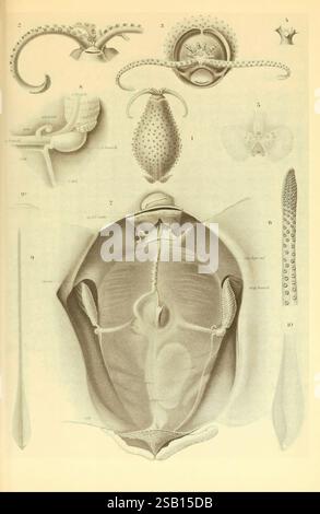 Illustrations and scientific study of cephalopods, highlighting their ...