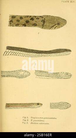 Indian snakes, Madras, Higginbotham, 1874, China, India, Snakes, South ...