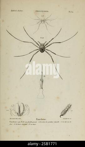This illustration depicts a spider, showing its anatomical features ...