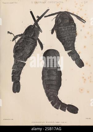 A monograph of the British fossil Crustacea, London, Printed for the ...