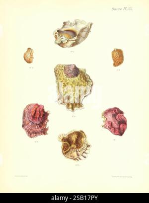 Illustrations of mollusk shells from Conchologia Iconica, featuring the ...
