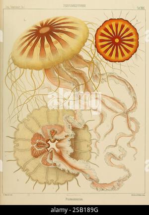 “Chrysaora hysoscella” Compass Jellyfish Illustration. Le Havre, France ...