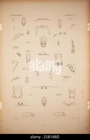 Crustacea Philadelphia Printed by C. Sherman 1852-55 [i.e. 1861 ...