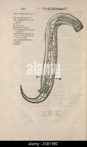 Ulyssis Aldrovandi, Bononiæ, apud C. Ferronium, 1640, dragons, snakes ...