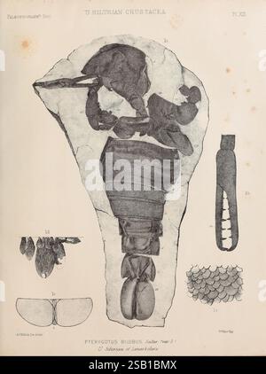 A monograph of the British fossil Crustacea, London, Printed for the ...