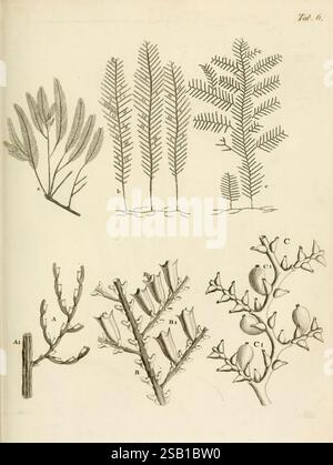 This botanical illustration from 1821 depicts the orchid species Vanda ...