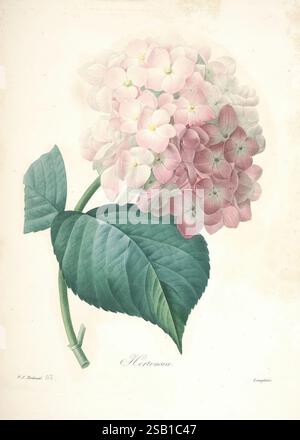 The pink French hydrangea flowers with lush green leaves at Nae-ri Park ...