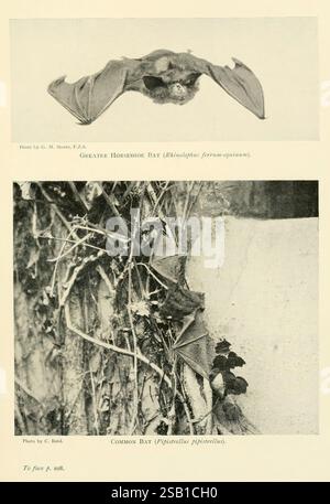 British mammalsby Sir Harry Johnston. London, Hutchinson, 1903. Great ...