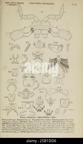 A classification guide to spiders, focusing on arachnid species and ...