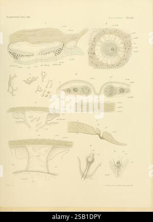 Die medusen Cambridge Printed for the Museum 1897 jellyfishes albatross ...