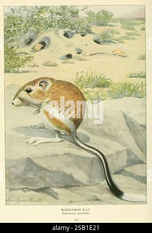 Banner-tailed Kangaroo Rat Dipodomys spectabilis Willow Springs Road ...