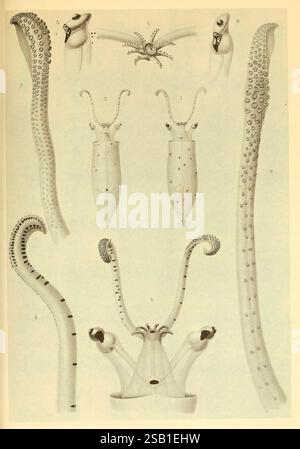 A detailed illustration of cephalopod species, showcasing the diversity ...