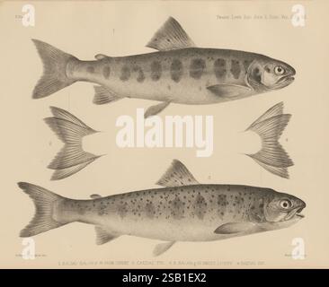 A detailed illustration of two fish specimens, showcasing their ...