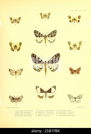 A detailed illustration of butterflies and moths, showcasing species ...
