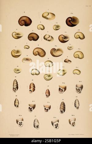 A monograph of Australian land shells, Sydney, W. Maddock, 1868 ...