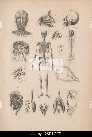 Medical students studying human anatomy with anatomical models in ...