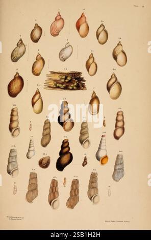 A monograph of Australian land shells, Sydney, W. Maddock, 1868 ...