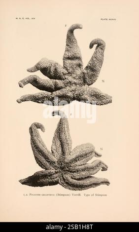 Giant sea star (Pisaster giganteus) is a Carnivore starfish native to ...