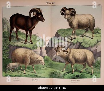This illustration depicts different sheep breeds and their relatives ...