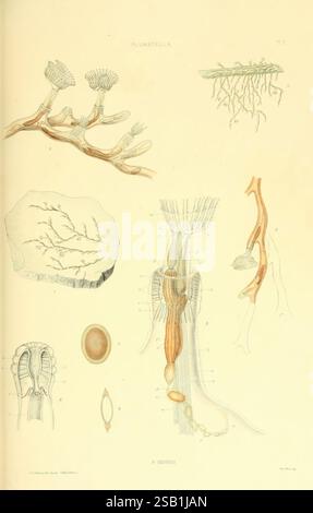 A monograph of the fresh-water polyzoa, London, Ray Society, 1856 ...