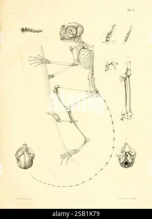 Beiträge zur näheren Kenntniss der Gattung Tarsius, Berlin, G. Reimer ...