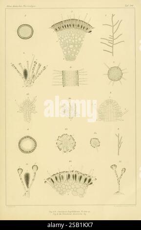 This botanical illustration from 1889 features *Cheirostylis griffithii ...