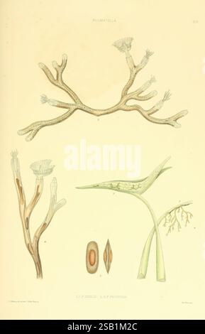 A monograph of the fresh-water polyzoa, London, Ray Society, 1856 ...